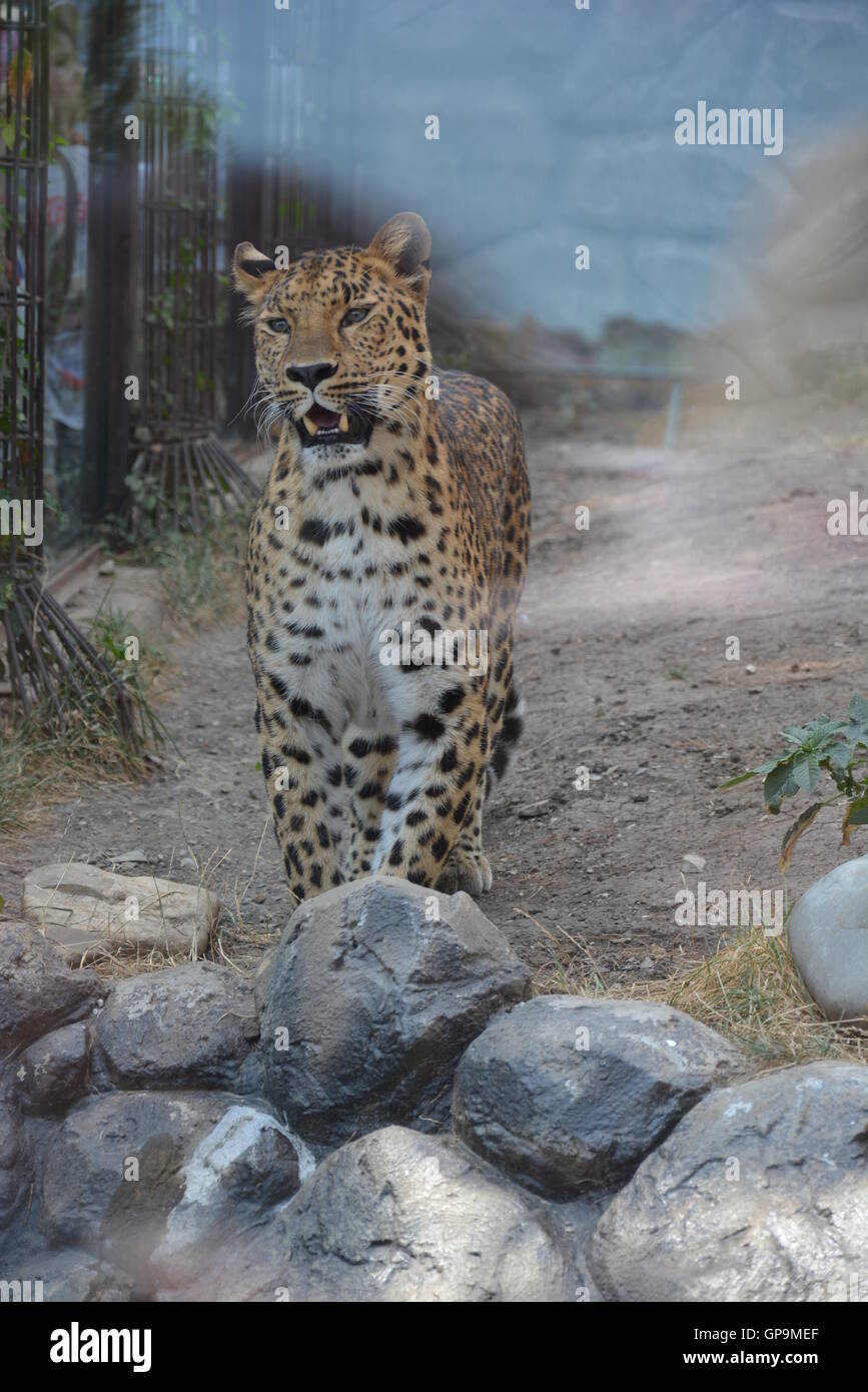 Leopard fangs hi-res stock photography and images - Alamy