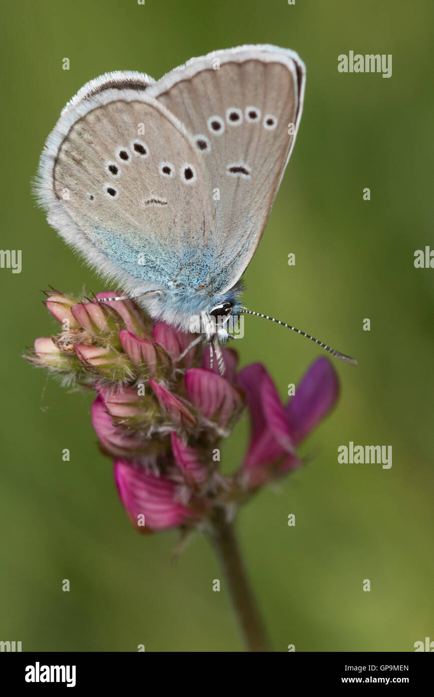Mazarine Blue (Cyaniris semiargus) butterfly Stock Photo - Alamy