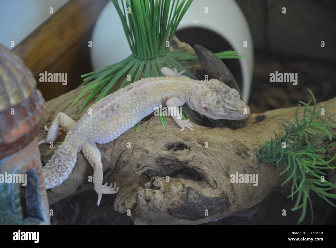 Gray lizards hi-res stock photography and images - Alamy