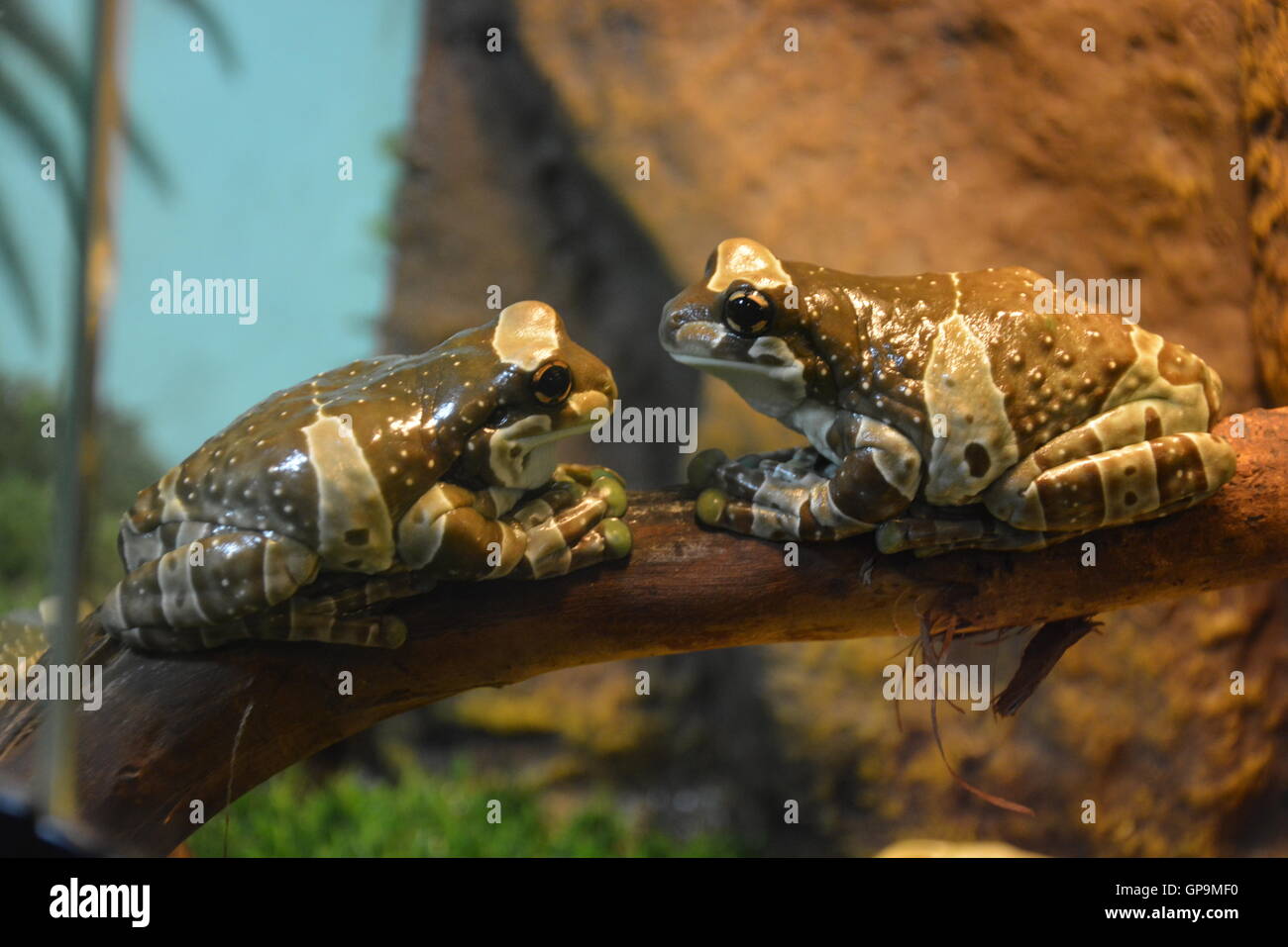 Terrarium animals hi-res stock photography and images - Alamy