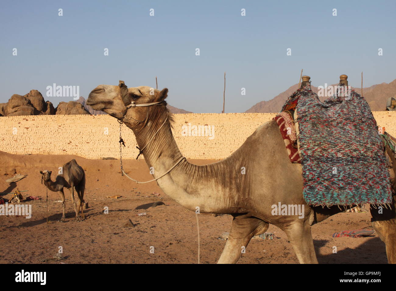 Egypt animals hi-res stock photography and images - Alamy