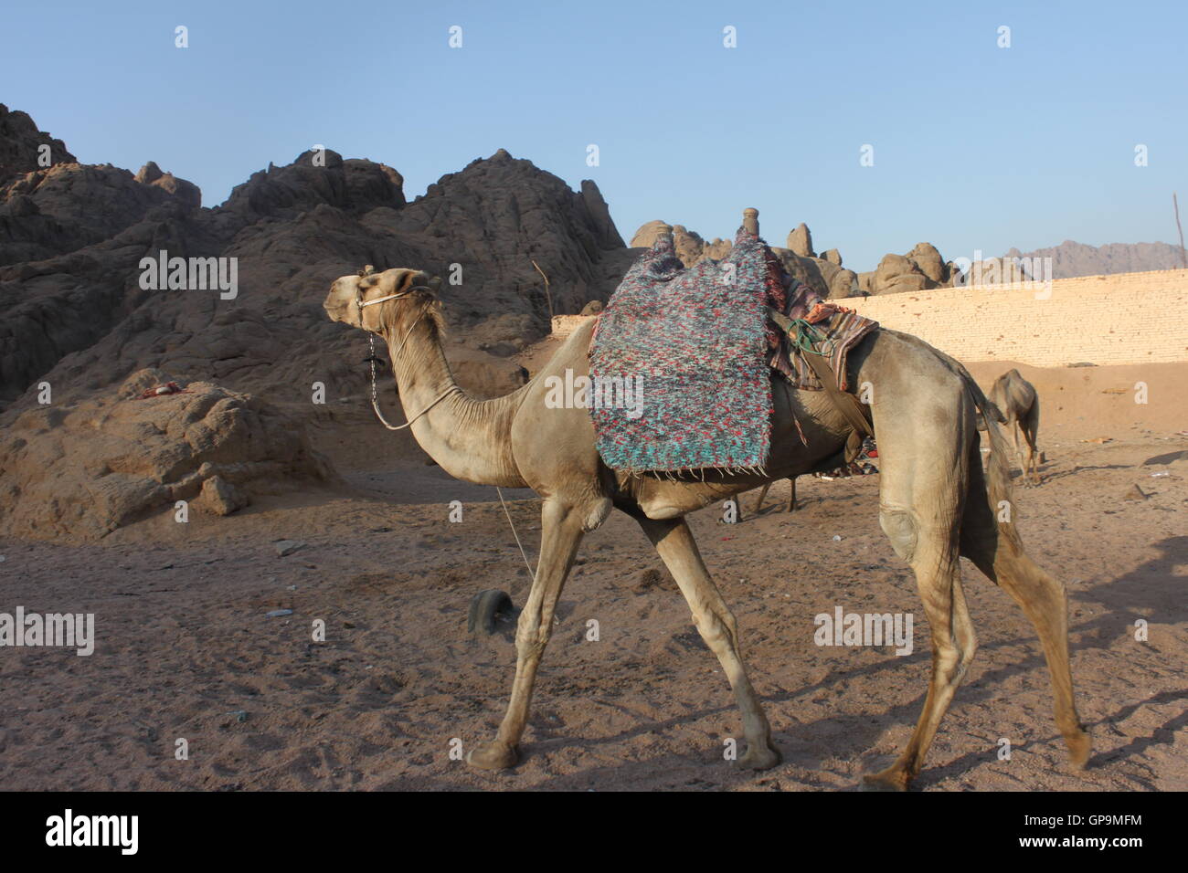 Camel animals hi-res stock photography and images - Alamy