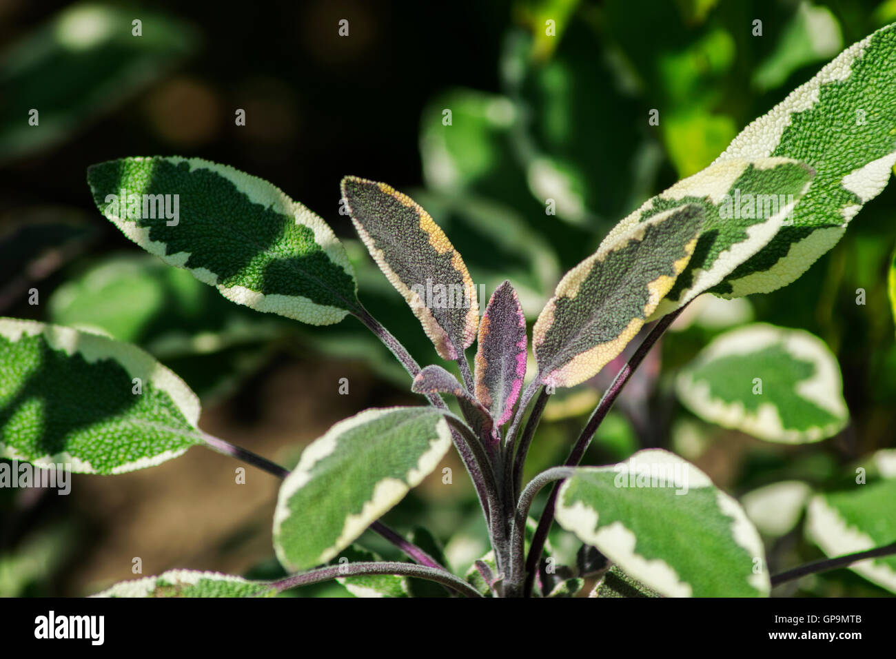 Multi colored leaf Stock Photo - Alamy