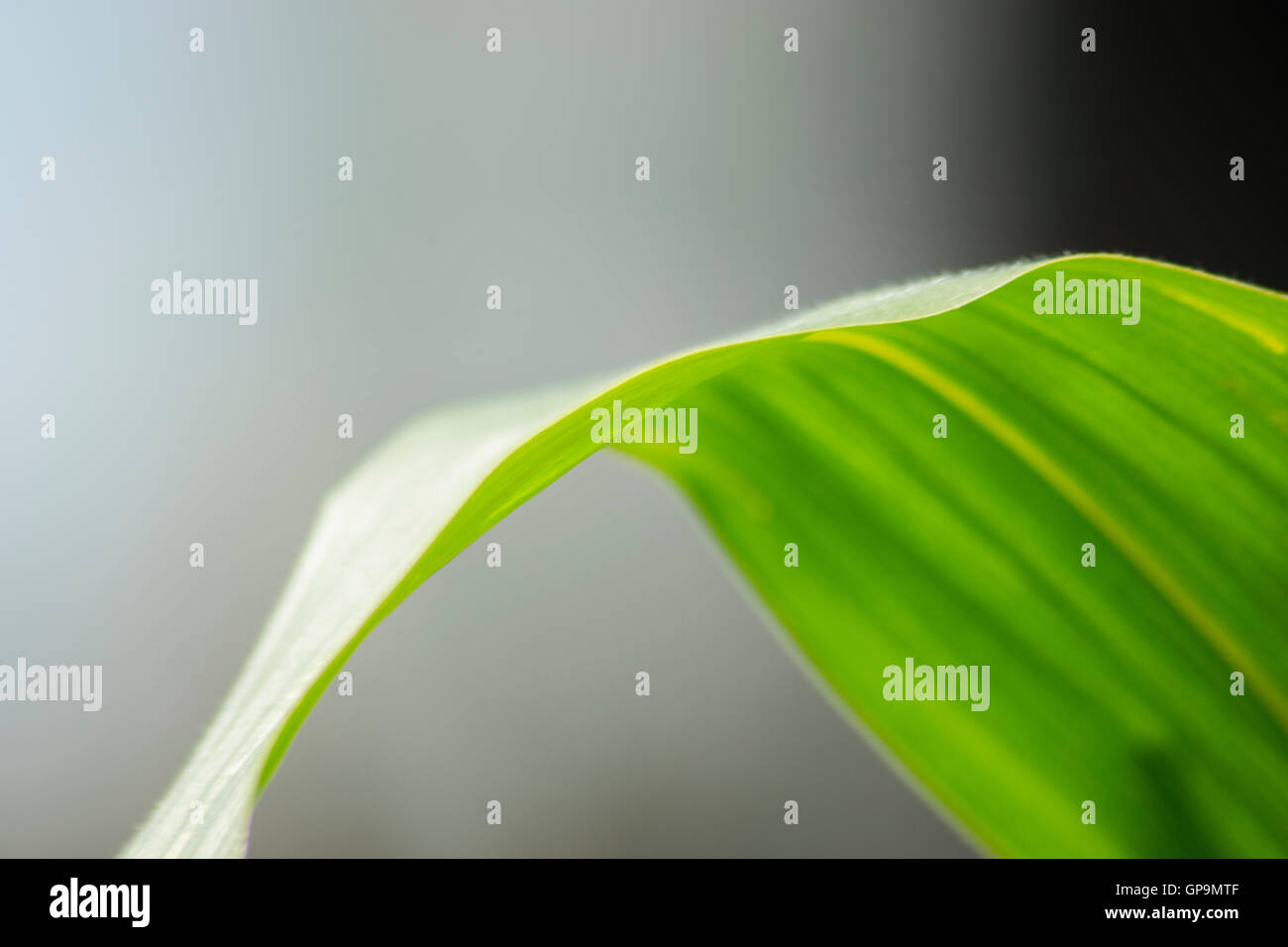 Edge of a leaf hi-res stock photography and images - Alamy