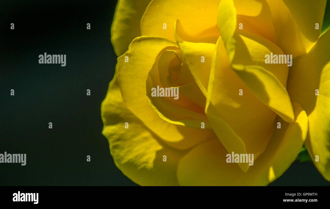 Yellow rose close up Stock Photo - Alamy