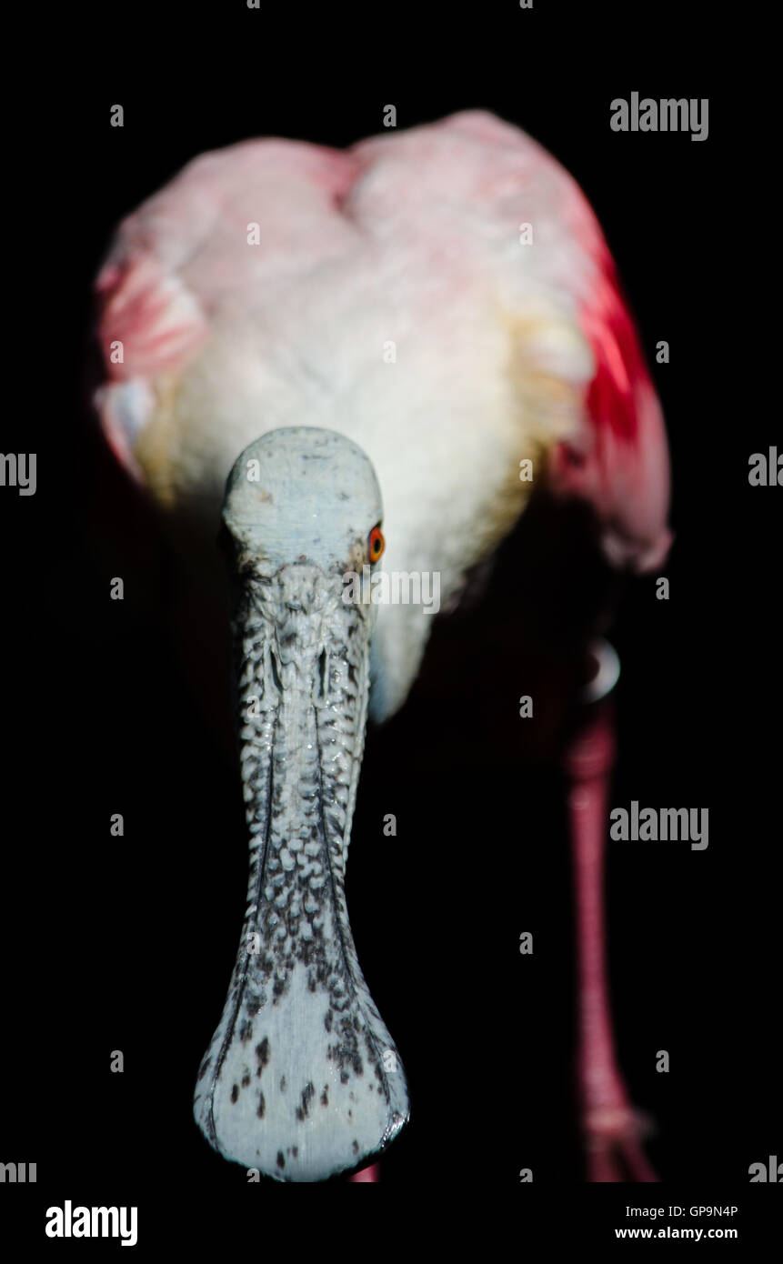 Roseate spoonbill hi-res stock photography and images - Alamy