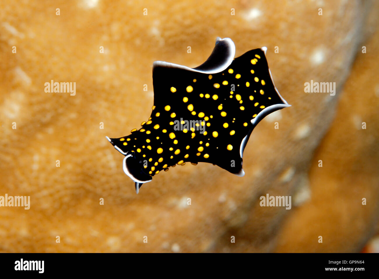 Gold-dotted marine flatworm, Thysanozoon nigropapillosum, swimming in ...