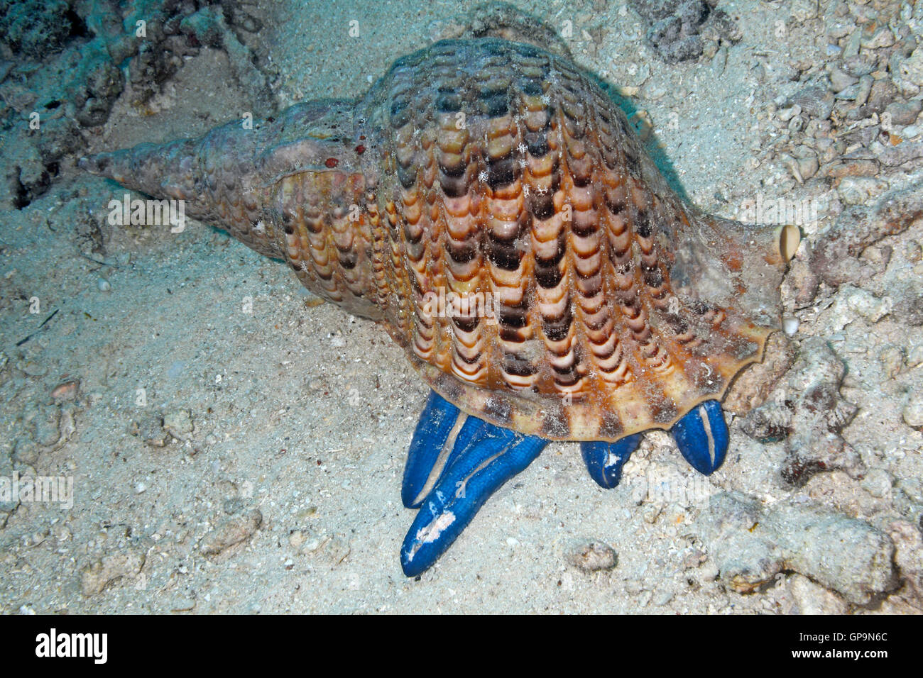 Giant Triton Shell, Charonia tritonis, eating a Blue Linckia Sea Star ...