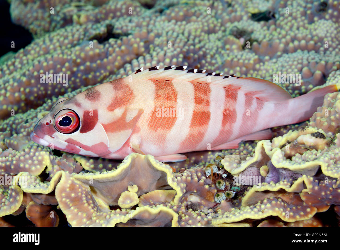 Black cod fish and underwater hi-res stock photography and images - Alamy