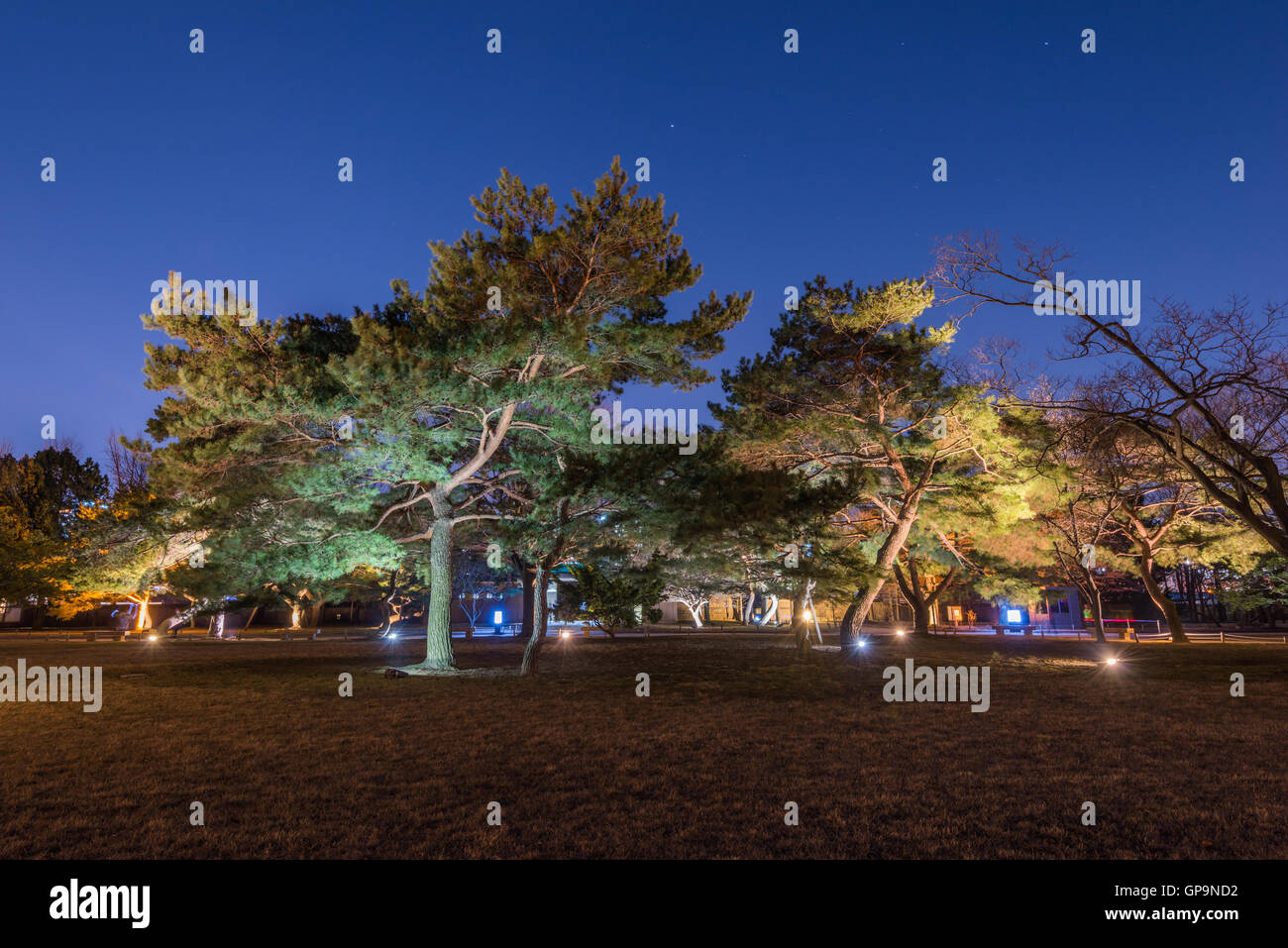 trees at night and blue dark night sky with many stars Stock Photo - Alamy
