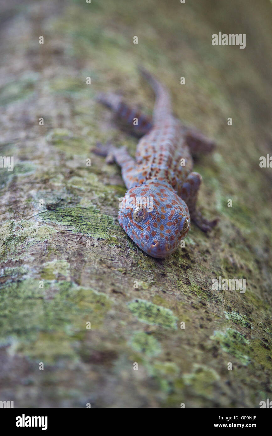 Gecko on a tree Stock Photo - Alamy