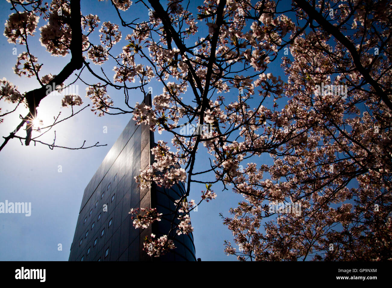 An office block seen through cherry blossoms in Tokyo, Japan Stock ...