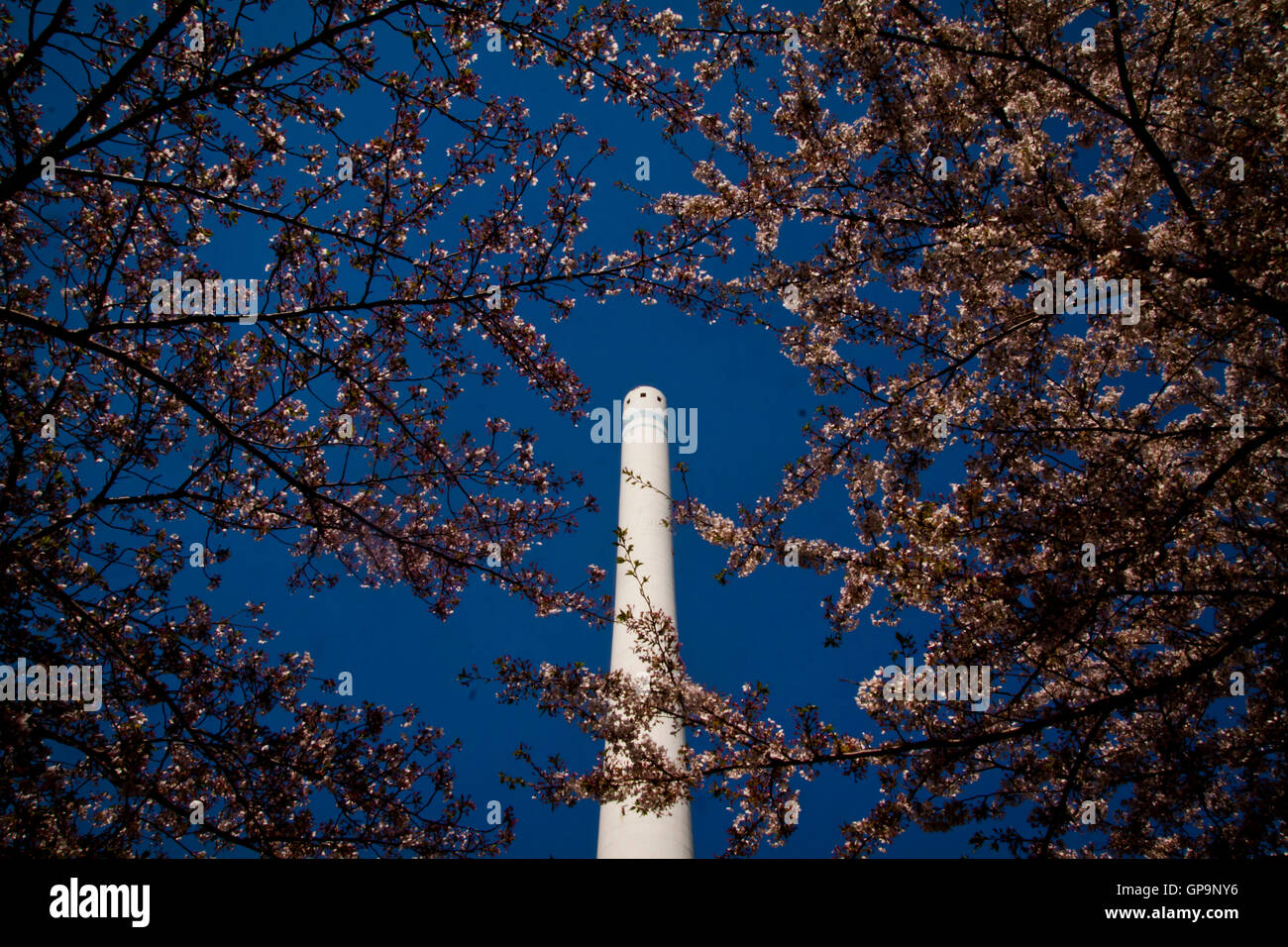 A chimney seen through cherry blossoms in Tokyo, Japan Stock Photo - Alamy
