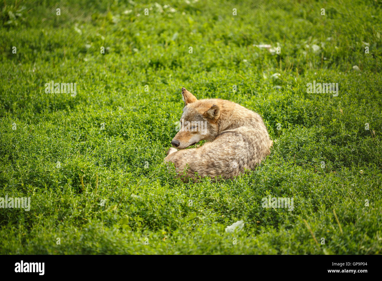 Wild gray wolf in grass Stock Photo - Alamy