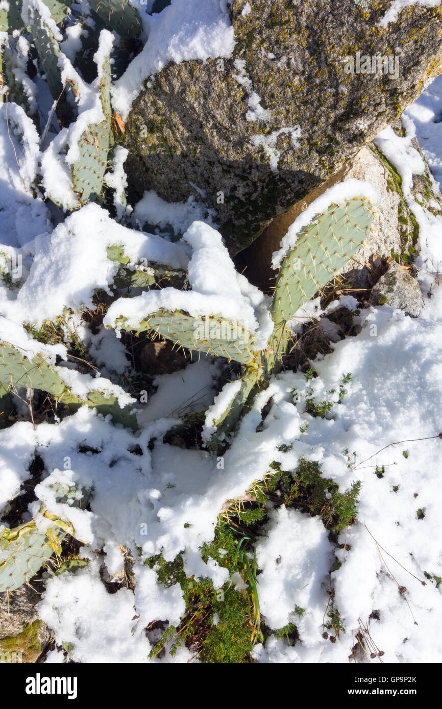 cactus with snow above Stock Photo - Alamy
