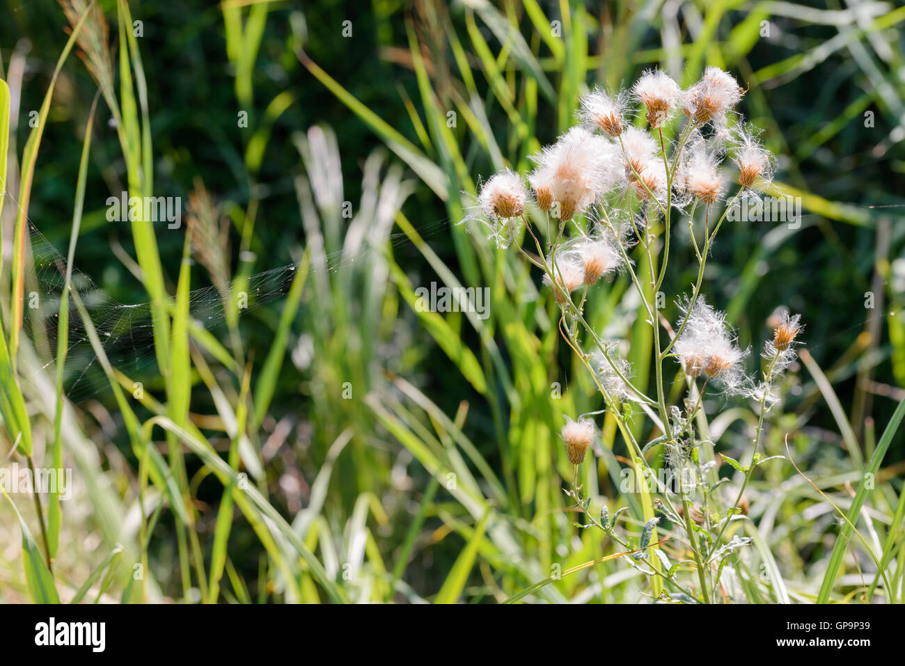 Feathery pappus and overblown flowers of Cirsium arvense also called ...