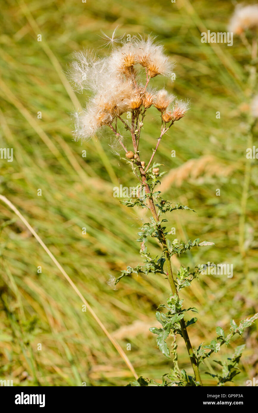Feathery pappus and overblown flowers of Cirsium arvense also called ...
