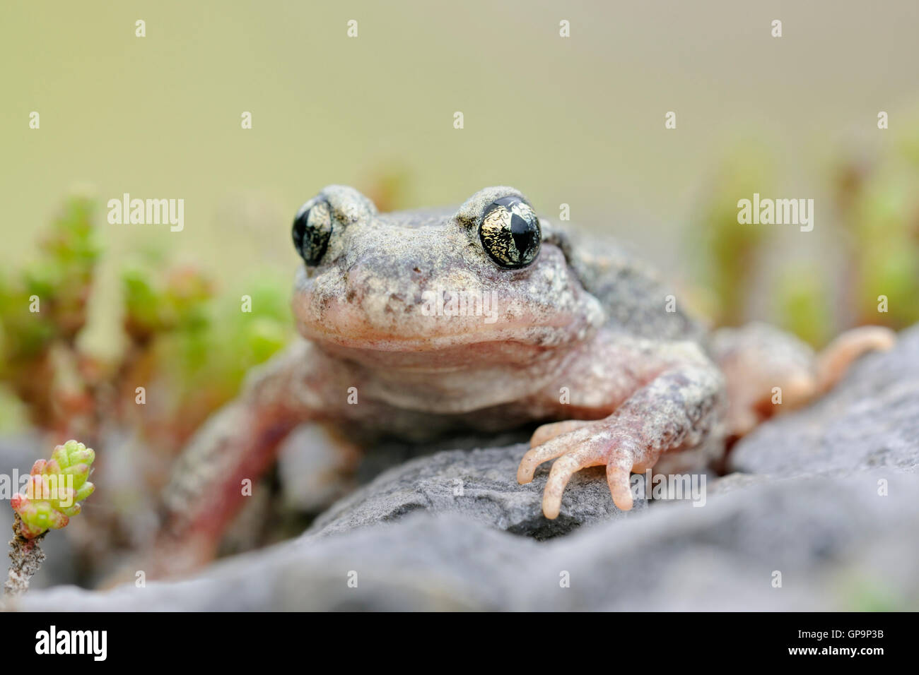 Common midwife toad / Geburtshelferkroete ( Alytes obstetricans ...