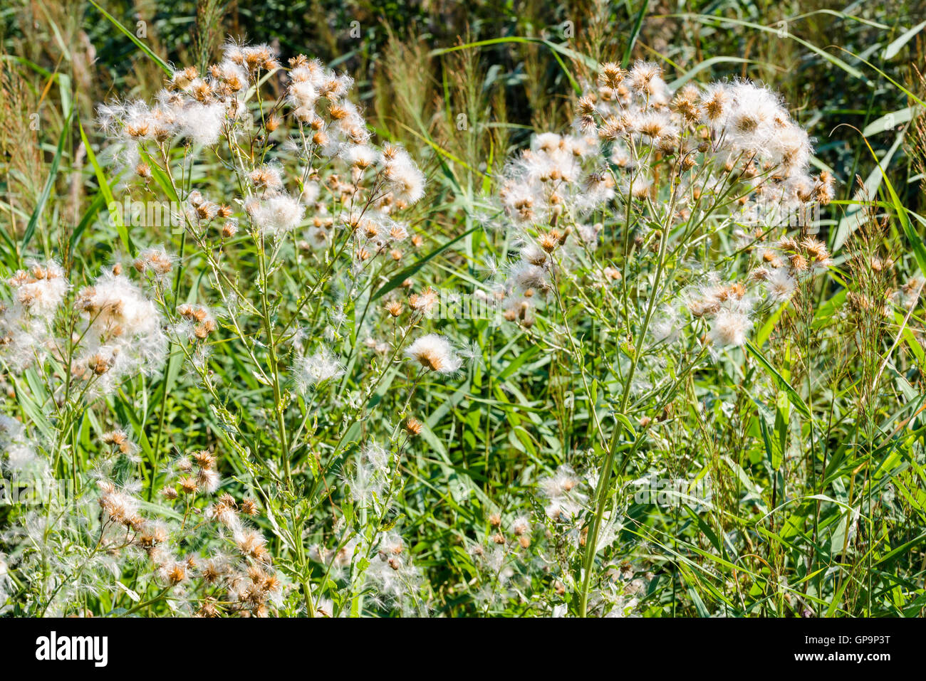 Feathery pappus and overblown flowers of Cirsium arvense also called ...