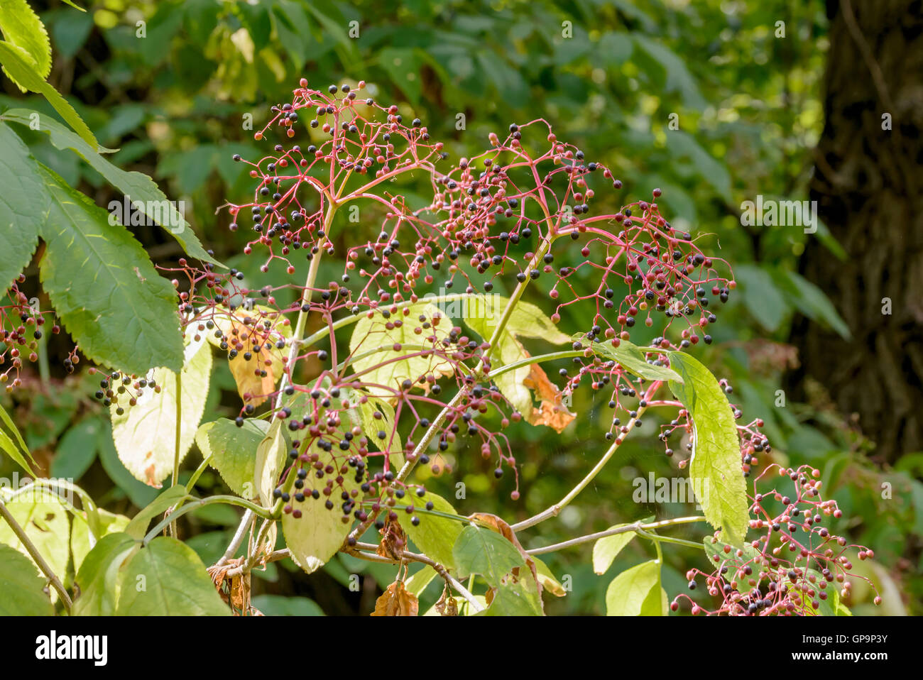 European elder hi-res stock photography and images - Alamy
