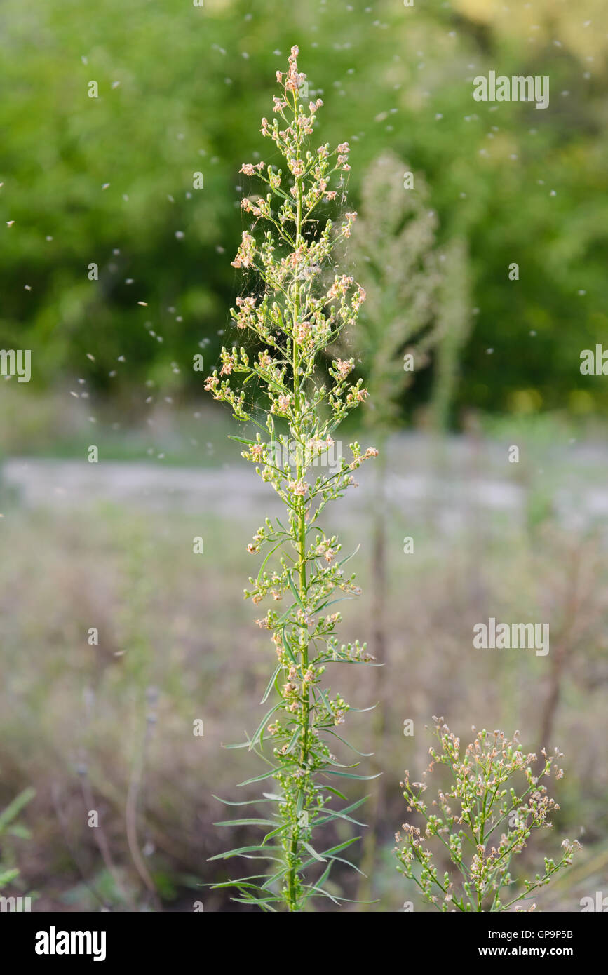 Marestail hi-res stock photography and images - Alamy