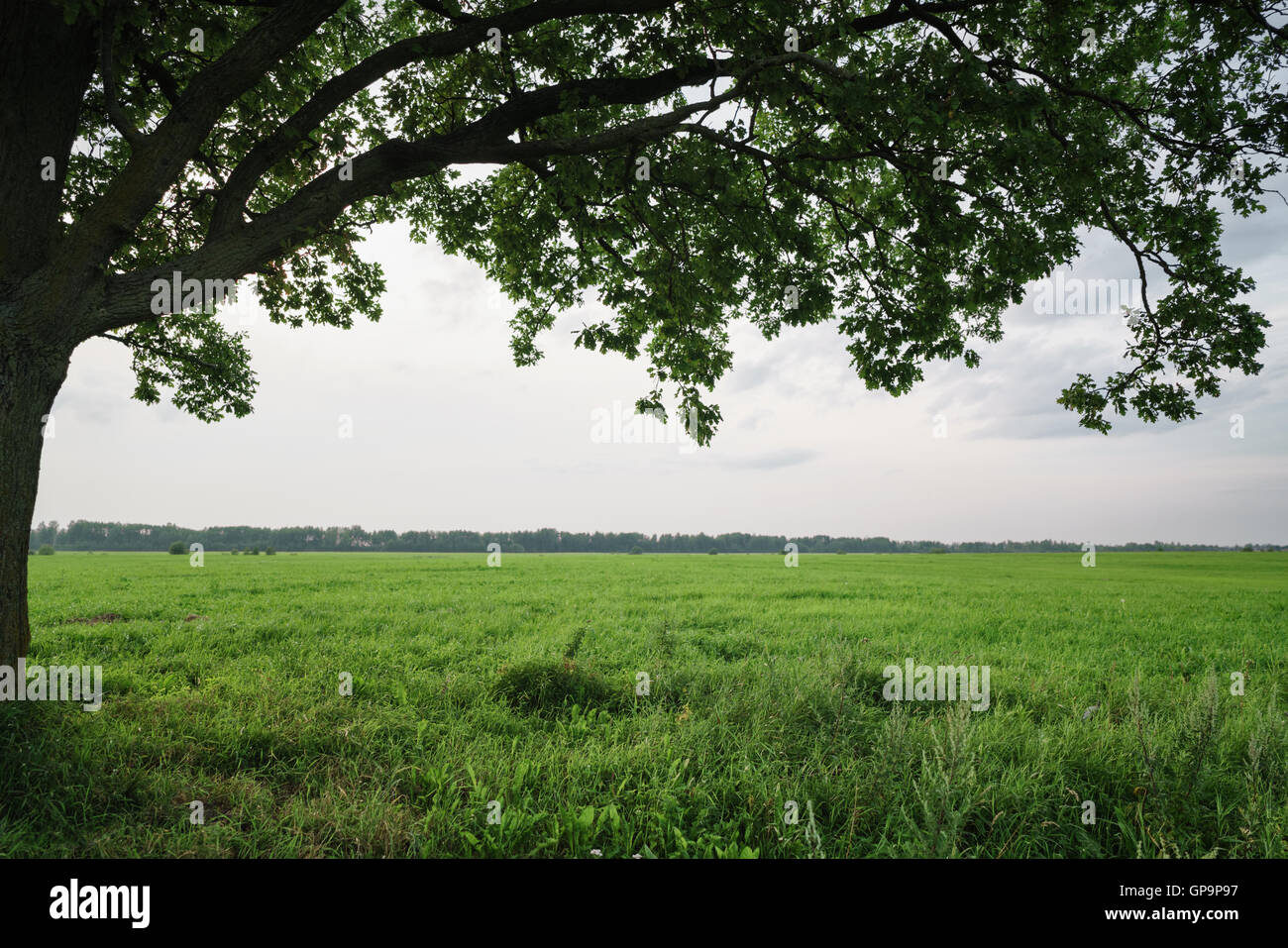 under the oak tree on field background Stock Photo - Alamy