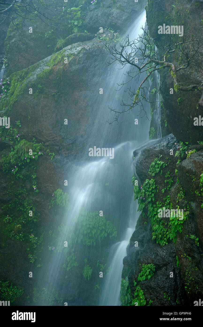 The image of Waterfall in Mahabaleshwar, Hill station Maharashtra ...