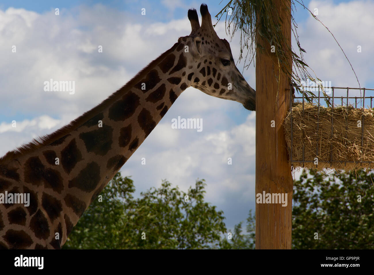 one giraffe. photo Stock Photo - Alamy