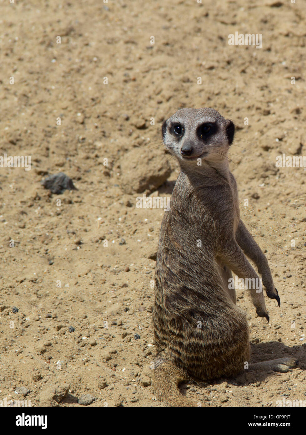 small meerkat. photo Stock Photo - Alamy