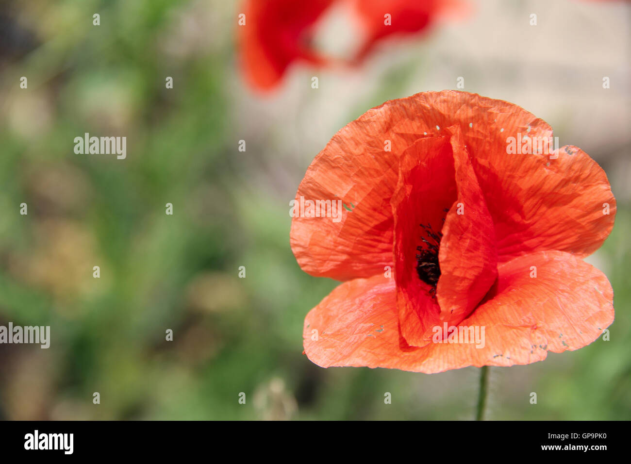 red poppy. photo Stock Photo - Alamy