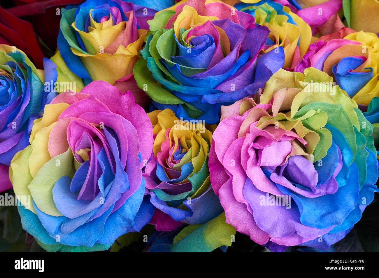 Bunch of multicolored roses as floral background Stock Photo - Alamy