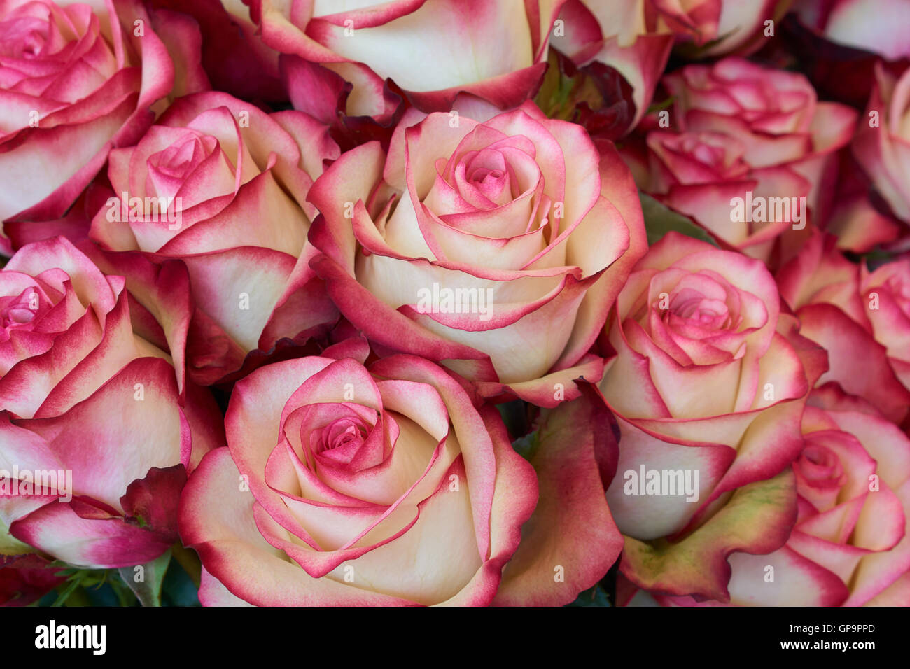 Bunch of beautiful roses as floral background Stock Photo - Alamy