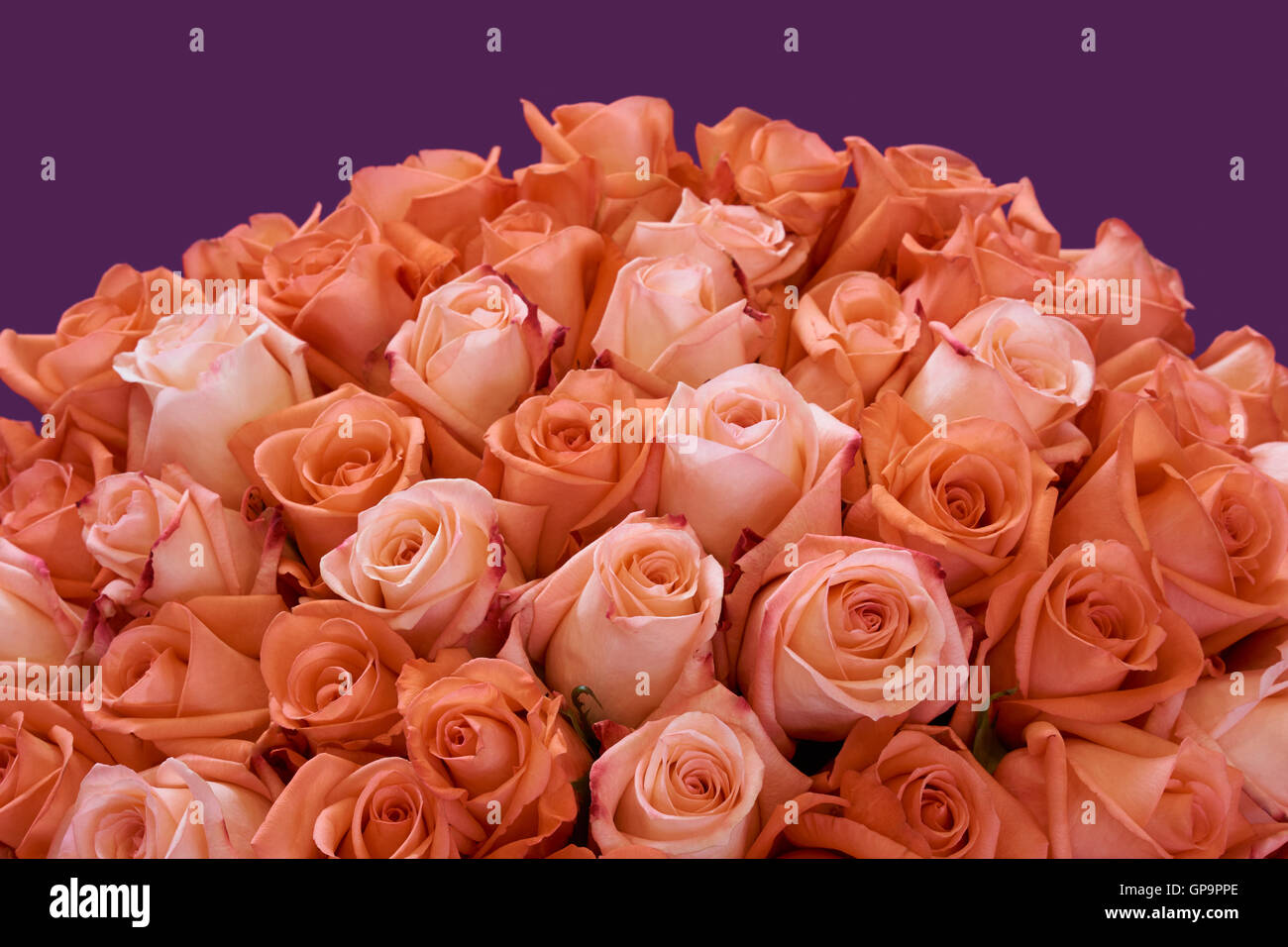 Bunch of cream-coloured roses on violet background Stock Photo - Alamy