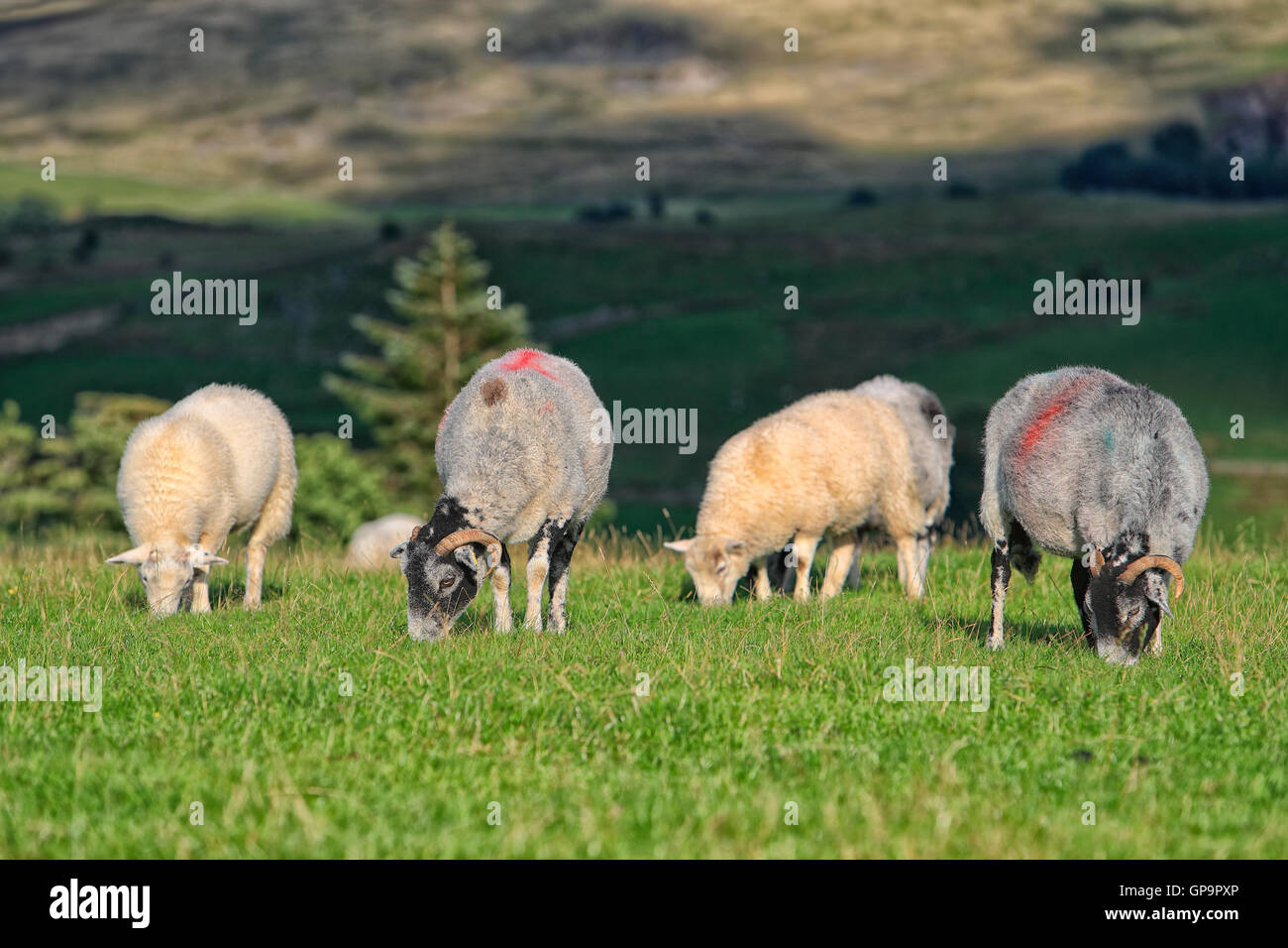 Sheep grazing in the Lake District Cumbria UK Stock Photo - Alamy