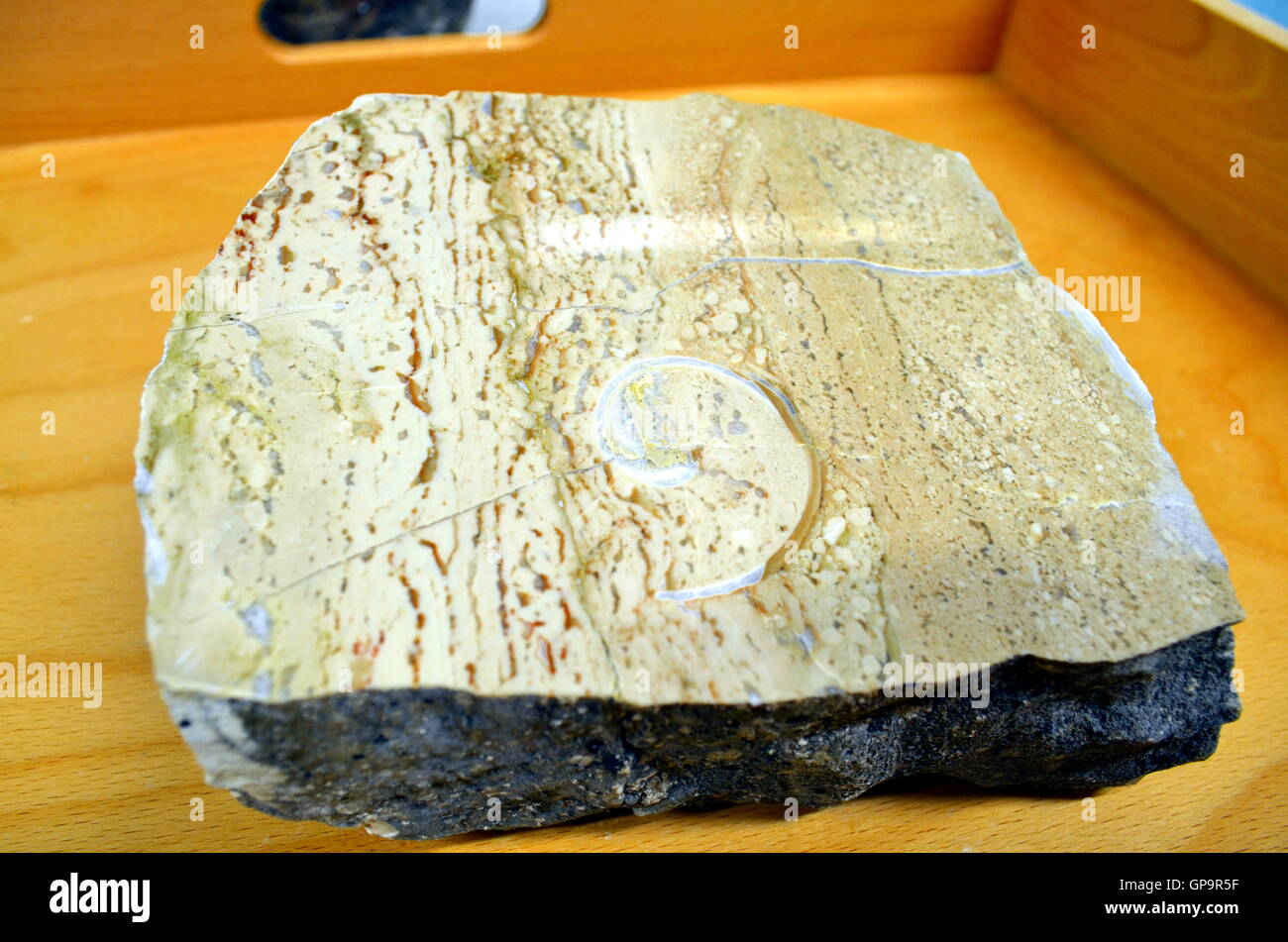 Trace fossil hi-res stock photography and images - Alamy