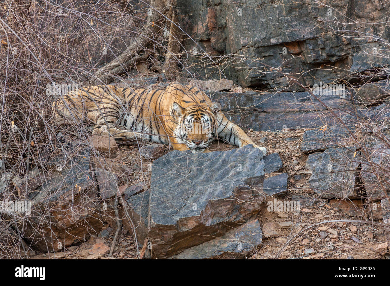 Bengal Tigress machali Portrait in the wild Forest of Ranthambhore ...