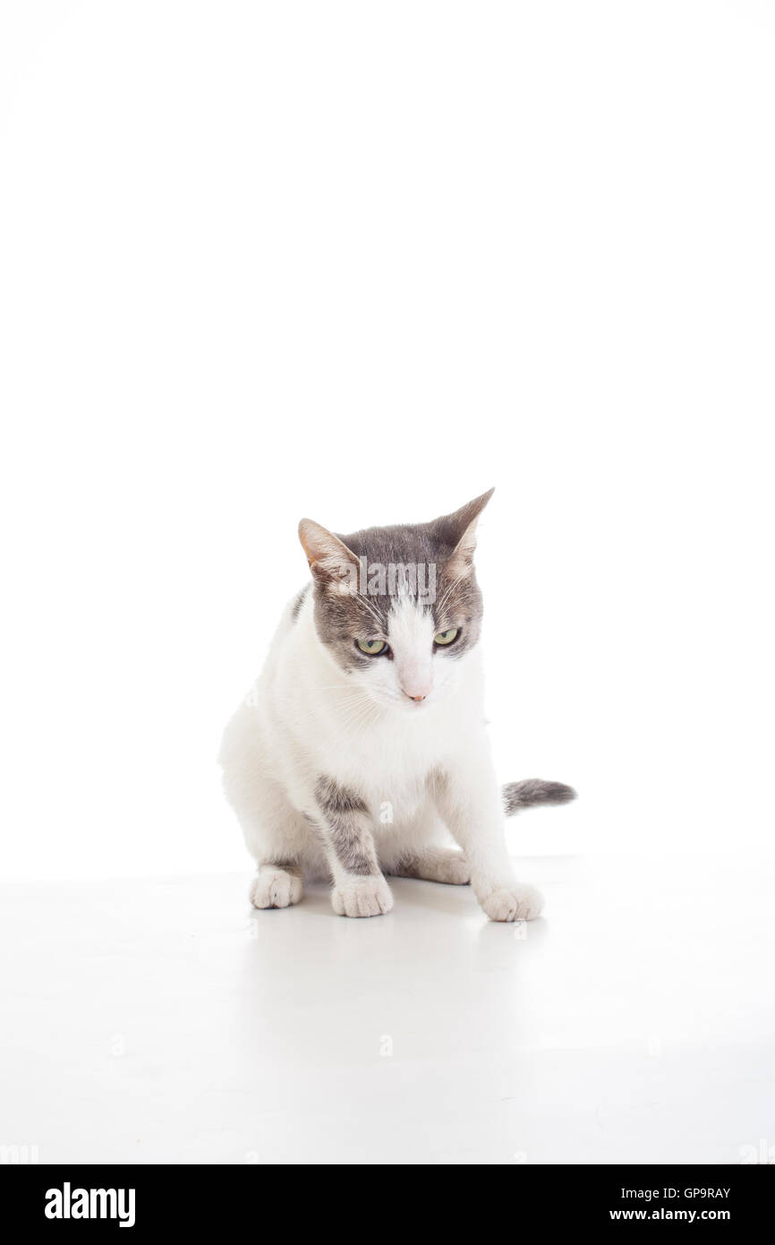Cute domestic white cat who is born in the photo studio's garden love ...