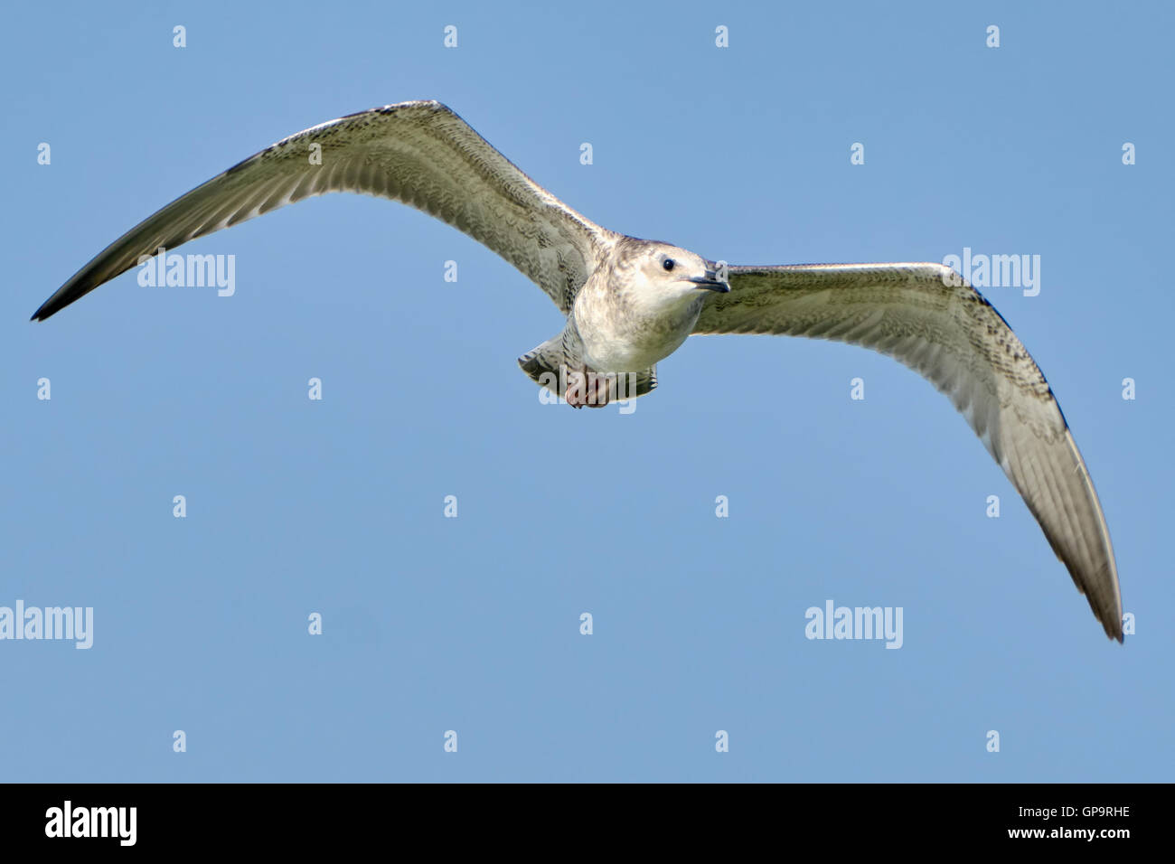 Common gull in flight against the blue sky Stock Photo - Alamy