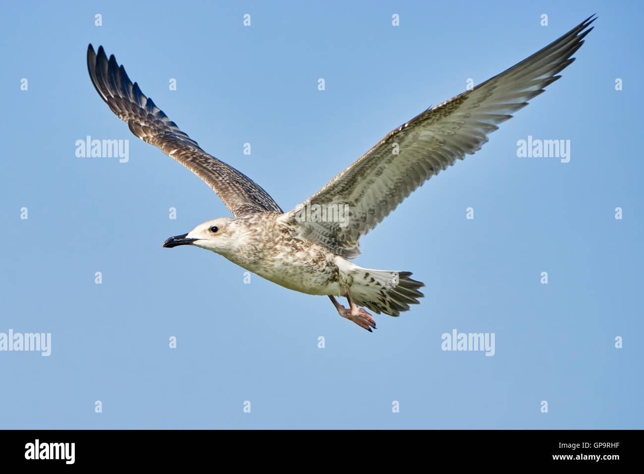 Common gull in flight against the blue sky Stock Photo - Alamy