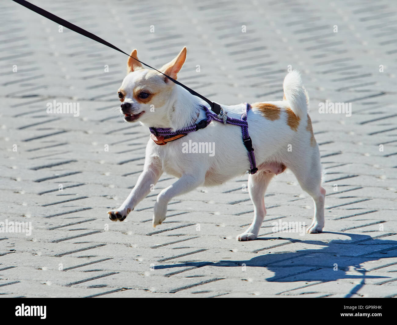 Funny dog on a leash is running on the sidewalk Stock Photo - Alamy