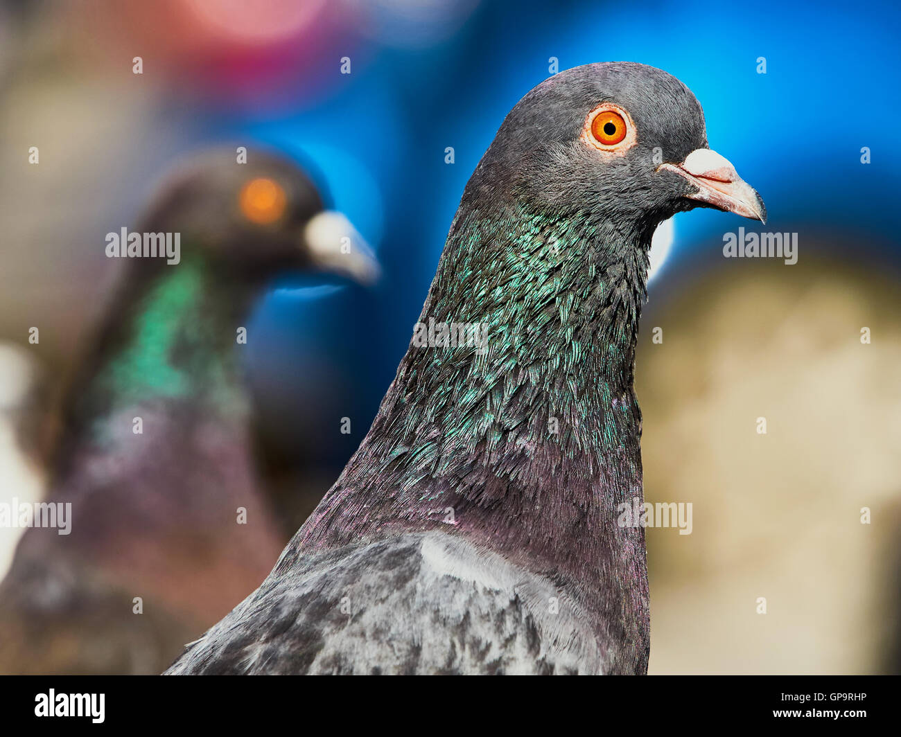 Portrait of a pigeon closeup Stock Photo - Alamy