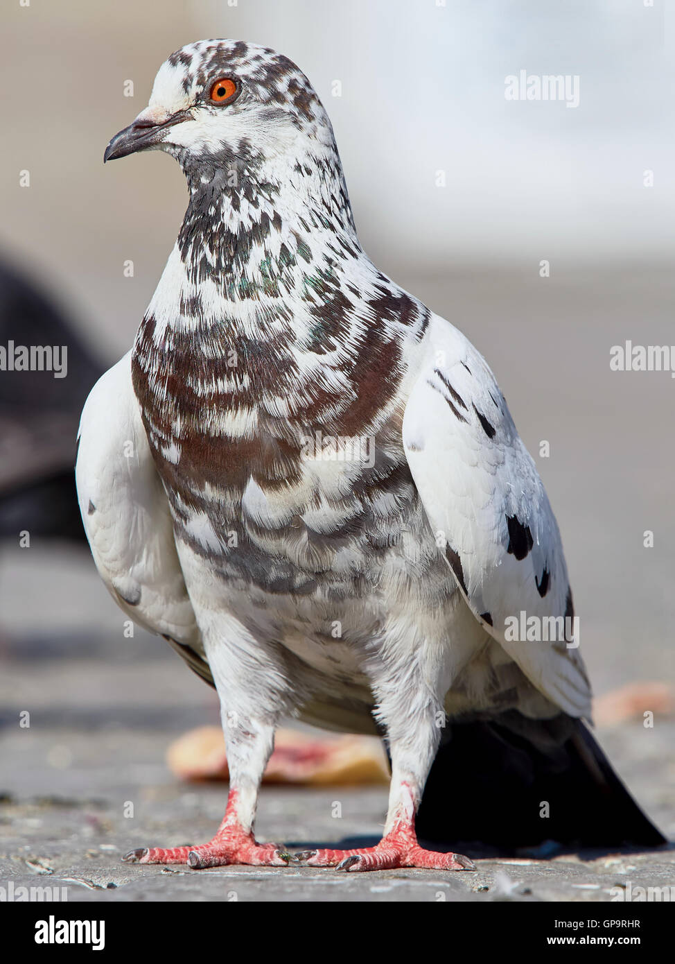 Portrait of a pigeon closeup Stock Photo - Alamy