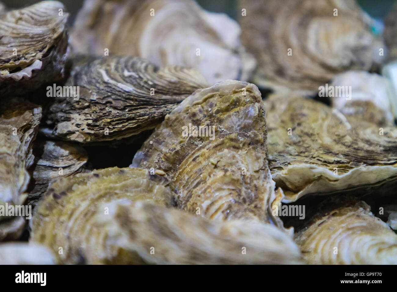 Fresh oysters ostrea edulis hi-res stock photography and images - Alamy
