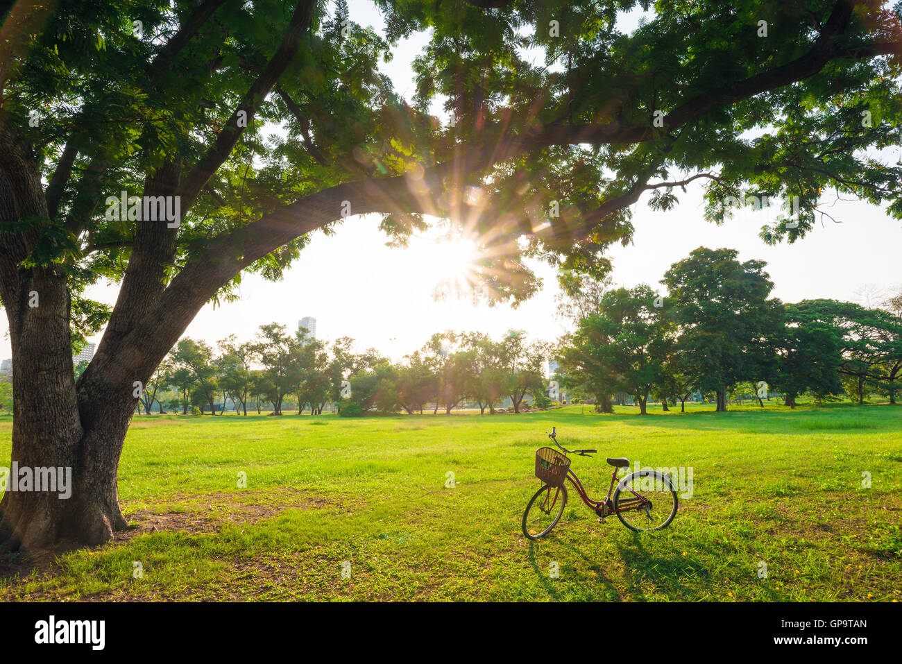 Red bicycle on green grass under big tree with sun light Stock Photo ...