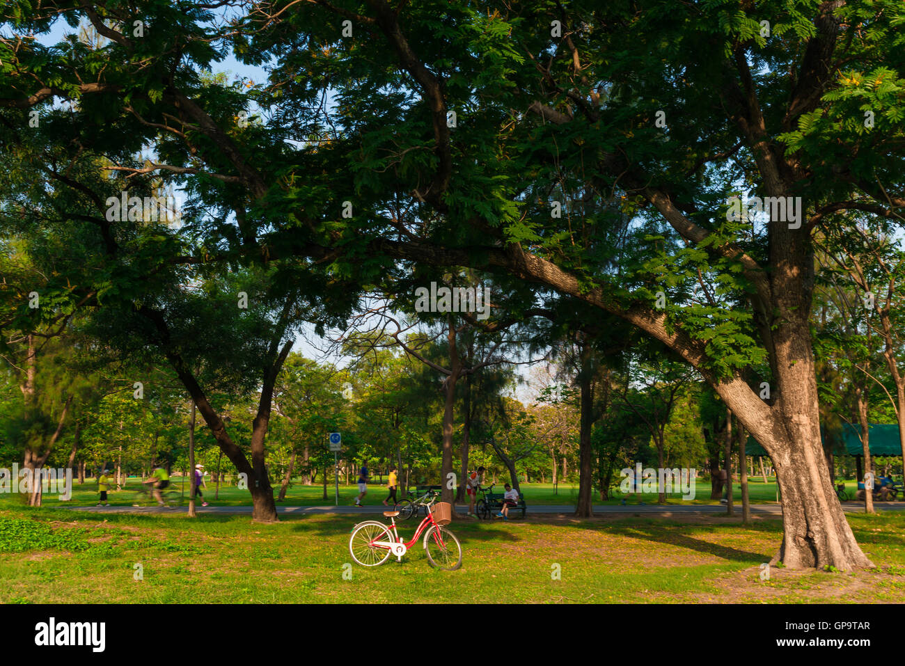 Red bicycle on green grass under Big tree Stock Photo - Alamy