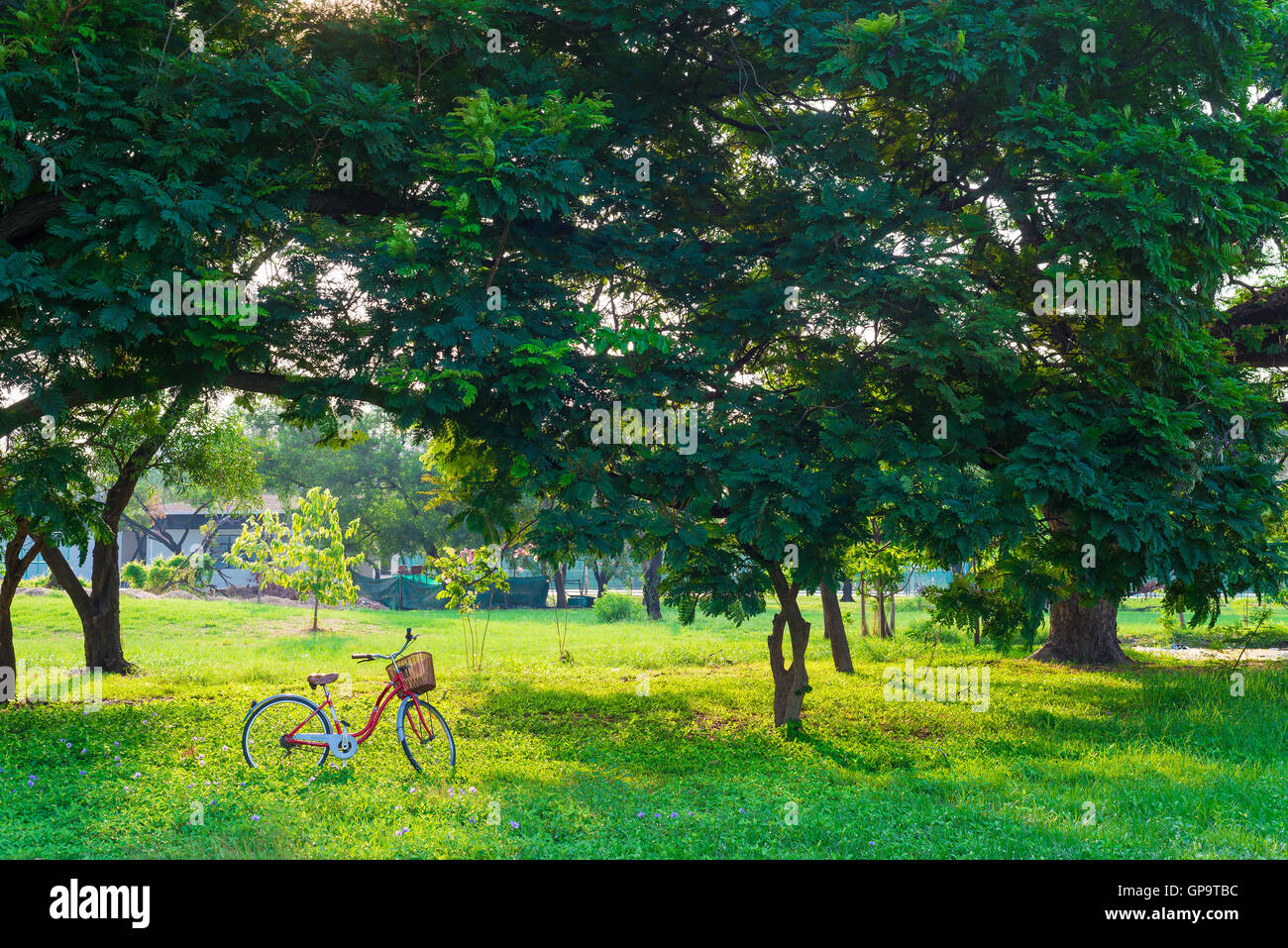 Red bicycle on green grass under big tree with sun light Stock Photo ...