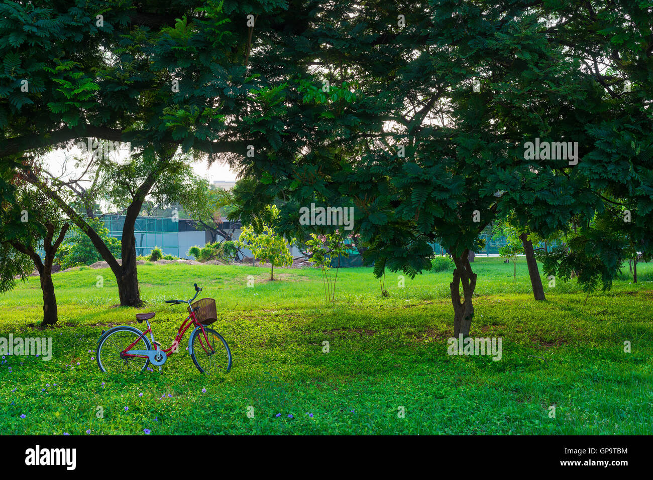 Red bicycle on green grass under Big tree Stock Photo - Alamy