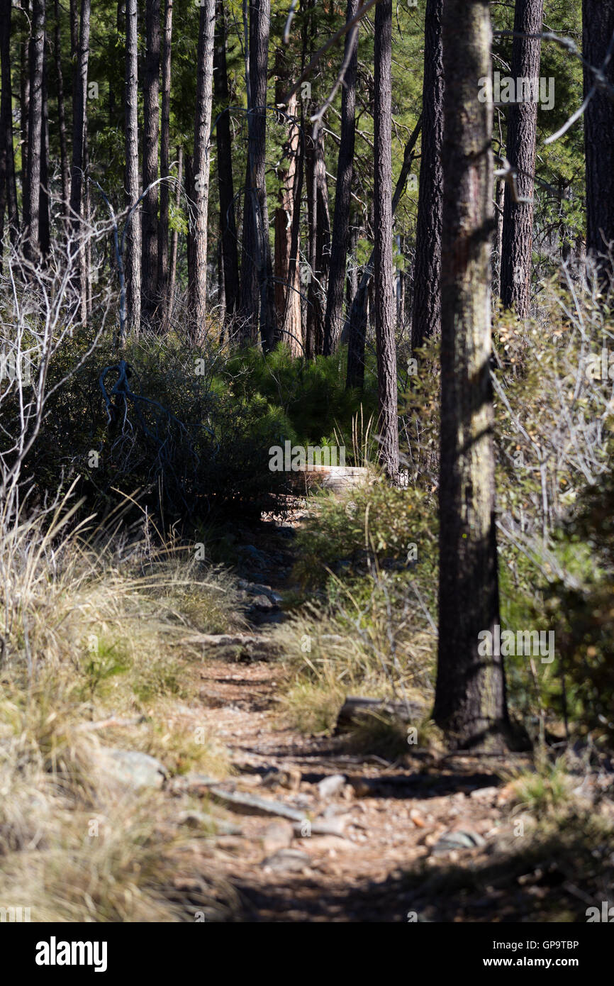 The Arizona Trail through pine trees in the Wilderness of Rocks in ...