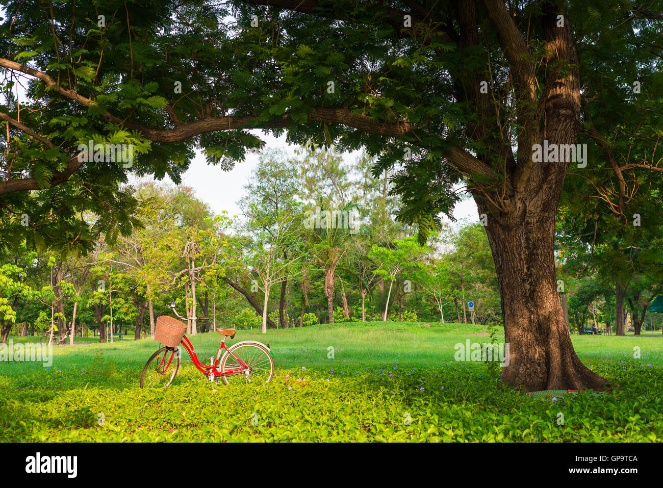 Red bicycle on green grass under big tree with sun light Stock Photo ...