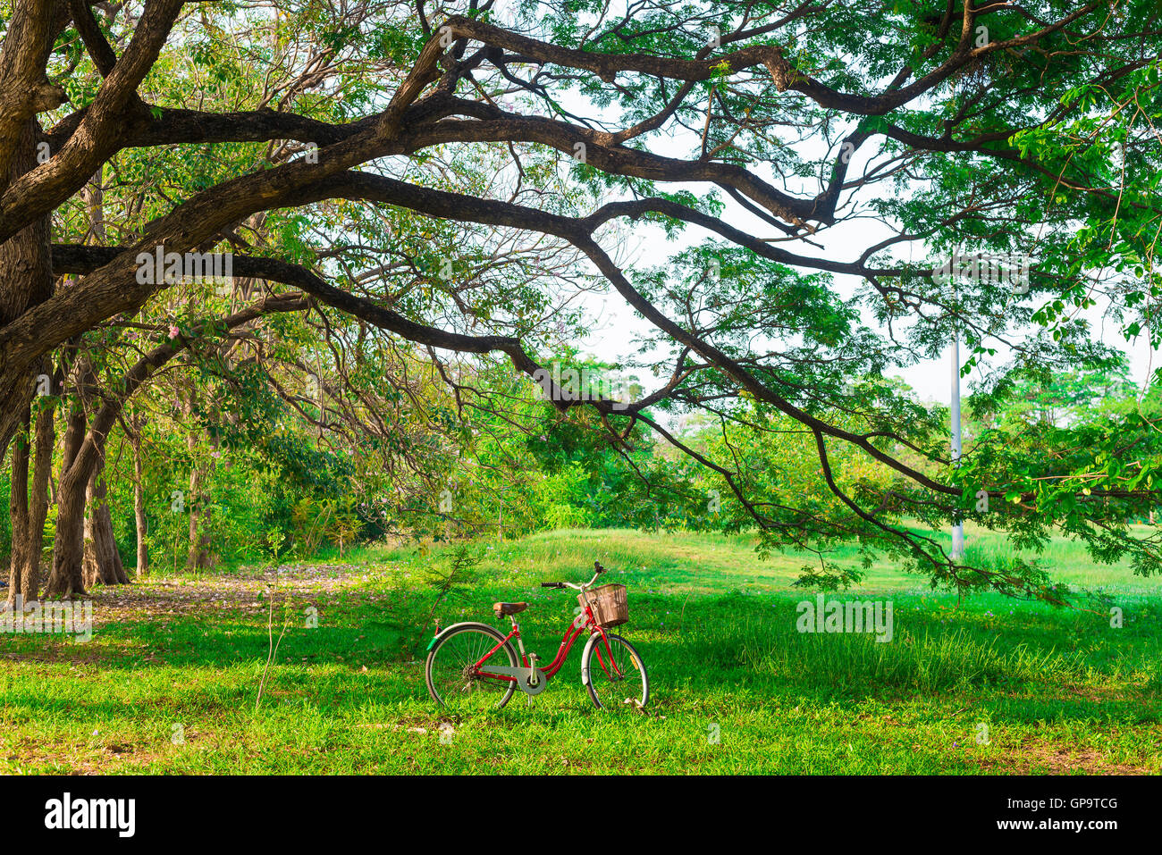 Red bicycle on green grass under Big tree Stock Photo - Alamy